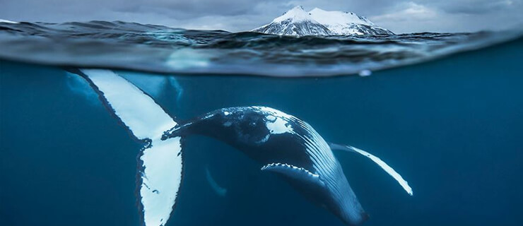 Magnificent Photos of Arctic Whales by Audun Rikardsen - Design Swan