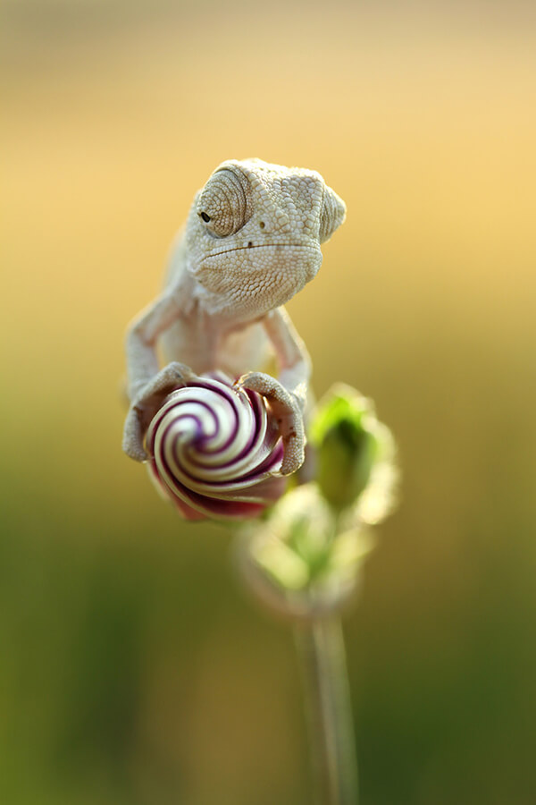 Cute Baby Chameleons with Humanized Facial Expression | Design Swan