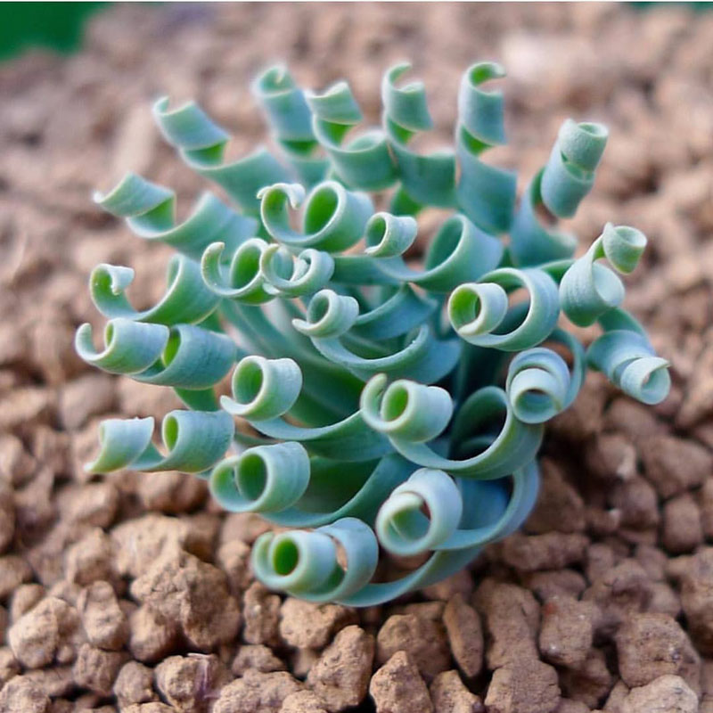 Unusual Succulent Plants Looks Like Come From Other world Design Swan Unusual Succulent Plants Looks Like Come From Other world Design Swan