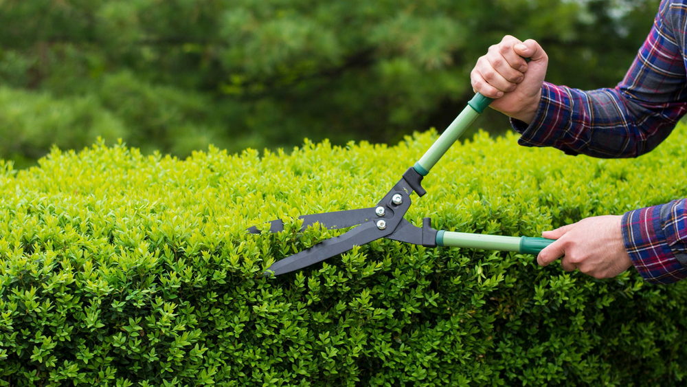 Tips To Maintain Your Outdoor Space With Proper Lawn Care Design Swan